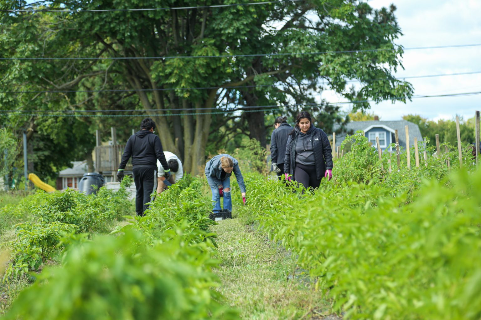 Community Engagement Day: First-years practice "Culture for Service ...